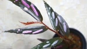 Begonia Julau (Butterfly Begonia) Plant Care | UrbanOrganicYield.com