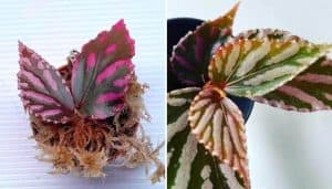 Begonia Julau (Butterfly Begonia) Plant Care | UrbanOrganicYield.com