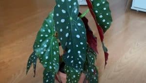 Begonia Lucerna (Corallina De Lucerna) Plant Care | UrbanOrganicYield.com