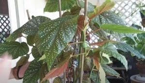Begonia Lucerna (Corallina De Lucerna) Plant Care | UrbanOrganicYield.com