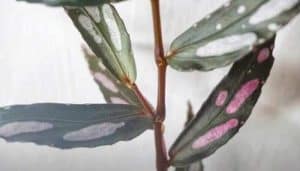 Begonia Julau (Butterfly Begonia) Plant Care | UrbanOrganicYield.com