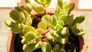 Cotyledon Varieties | UrbanOrganicYield.com