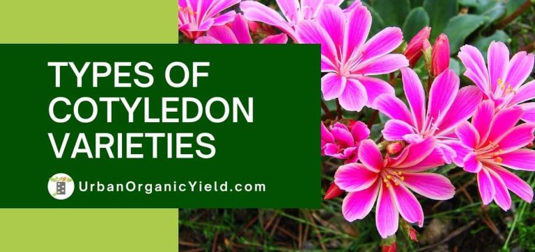 Cotyledon Varieties | UrbanOrganicYield.com
