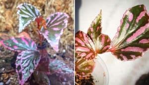 Begonia Julau (Butterfly Begonia) Plant Care | UrbanOrganicYield.com