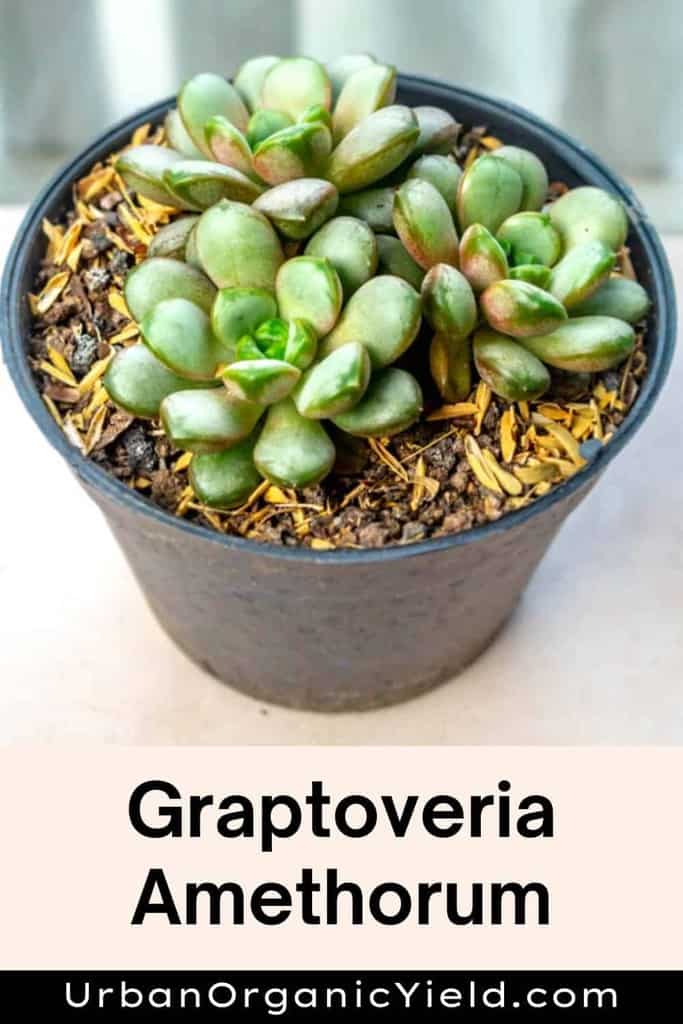 Varieties Of Graptoveria Succulents | UrbanOrganicYield.com
