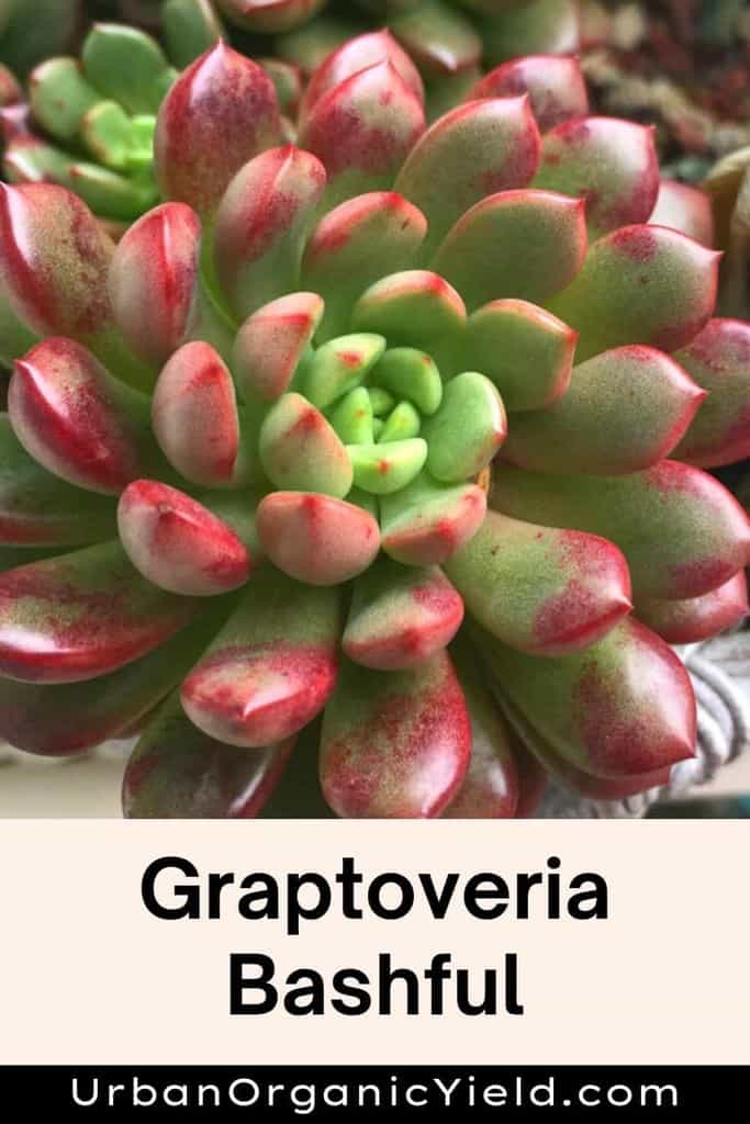 Varieties Of Graptoveria Succulents | UrbanOrganicYield.com