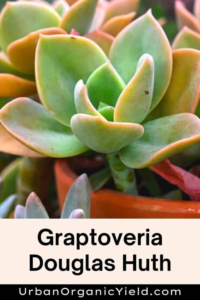 Varieties Of Graptoveria Succulents | UrbanOrganicYield.com