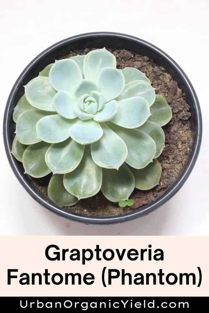 Varieties Of Graptoveria Succulents | UrbanOrganicYield.com