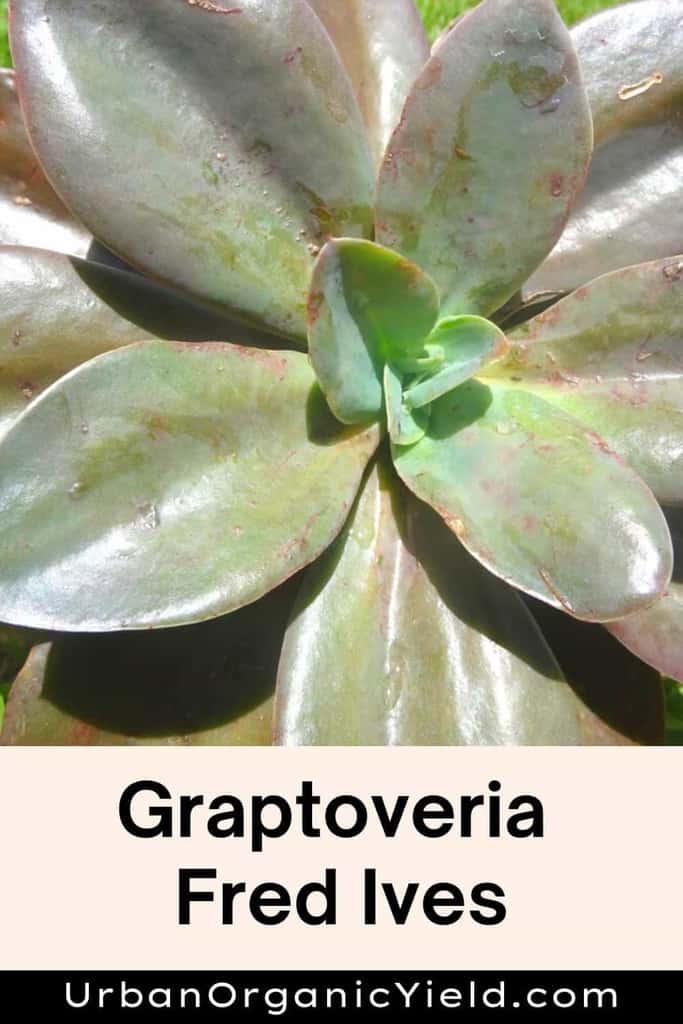 Varieties Of Graptoveria Succulents | UrbanOrganicYield.com