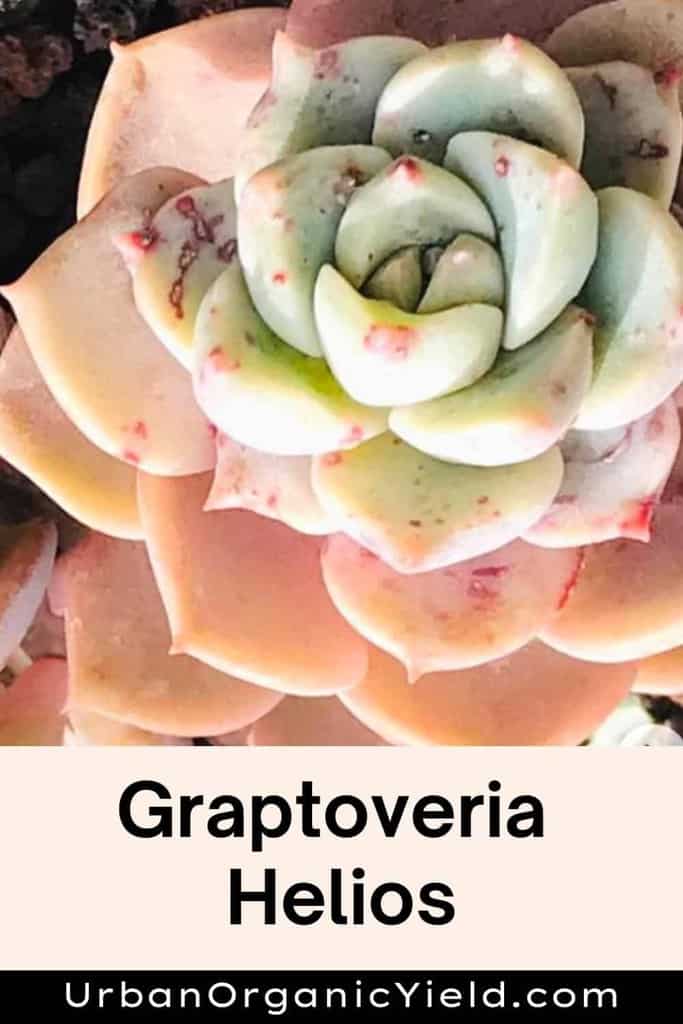 Varieties Of Graptoveria Succulents | UrbanOrganicYield.com