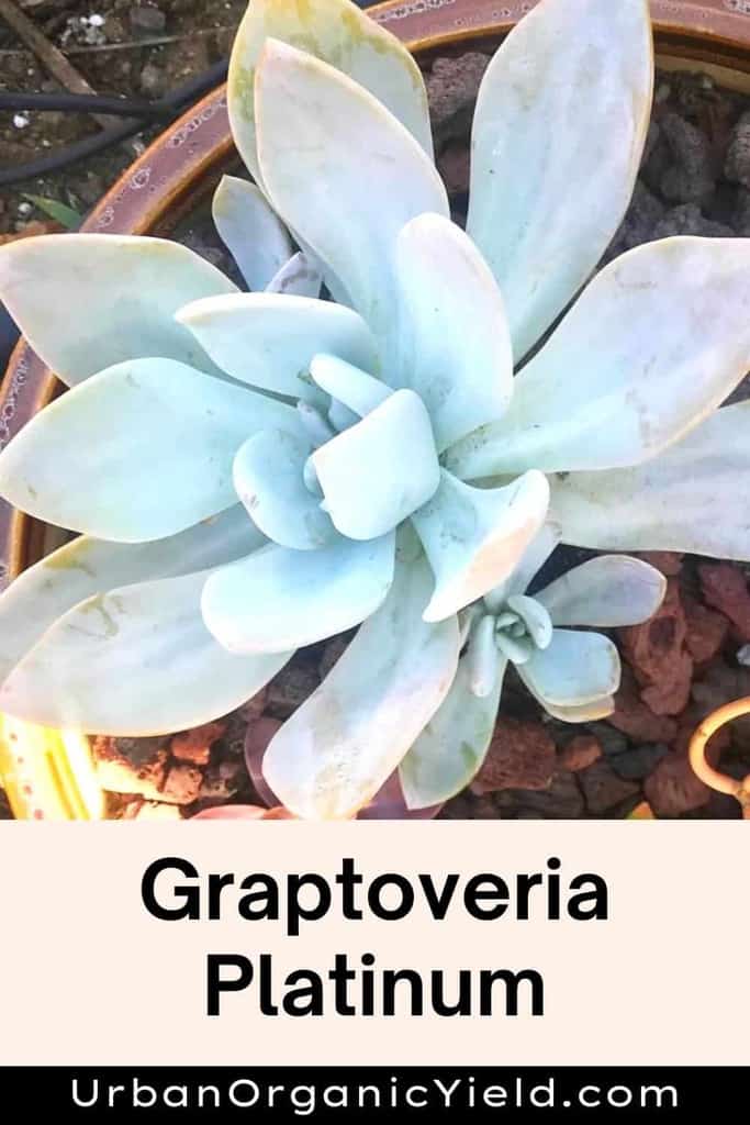 Varieties Of Graptoveria Succulents | UrbanOrganicYield.com