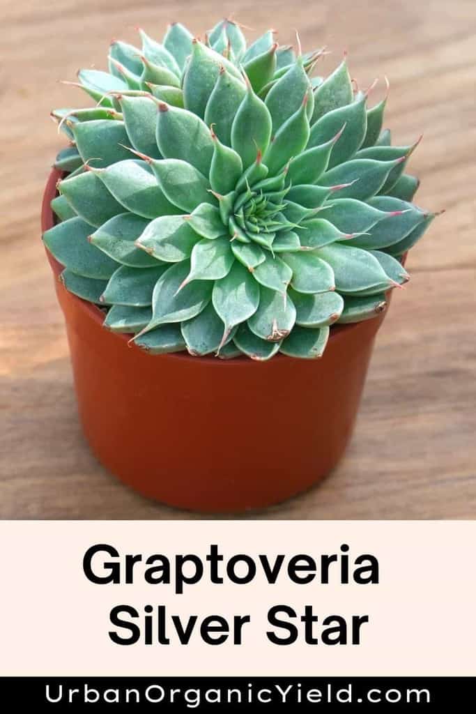 Varieties Of Graptoveria Succulents | UrbanOrganicYield.com