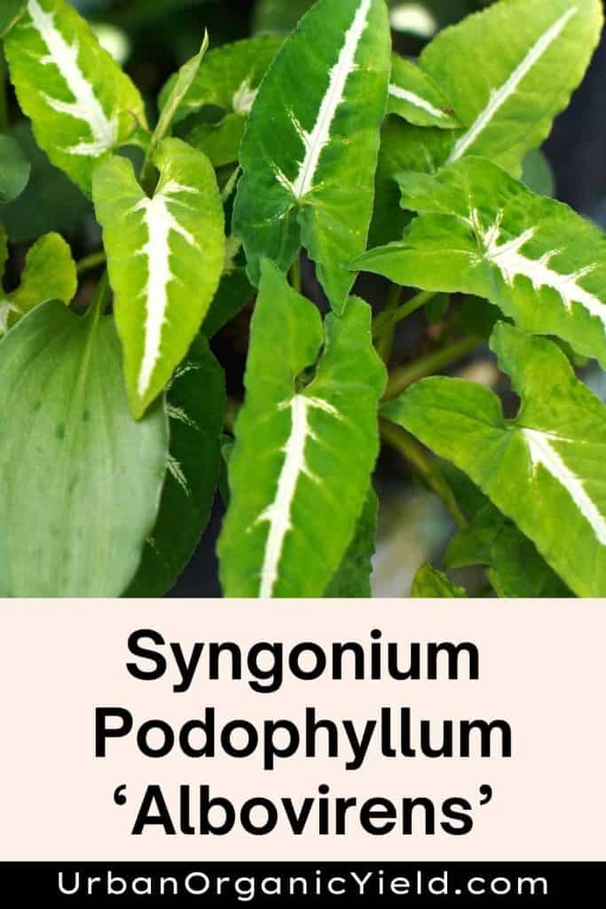 Types Of Syngonium Plants (Arrowhead Vine) | UrbanOrganicYield.com