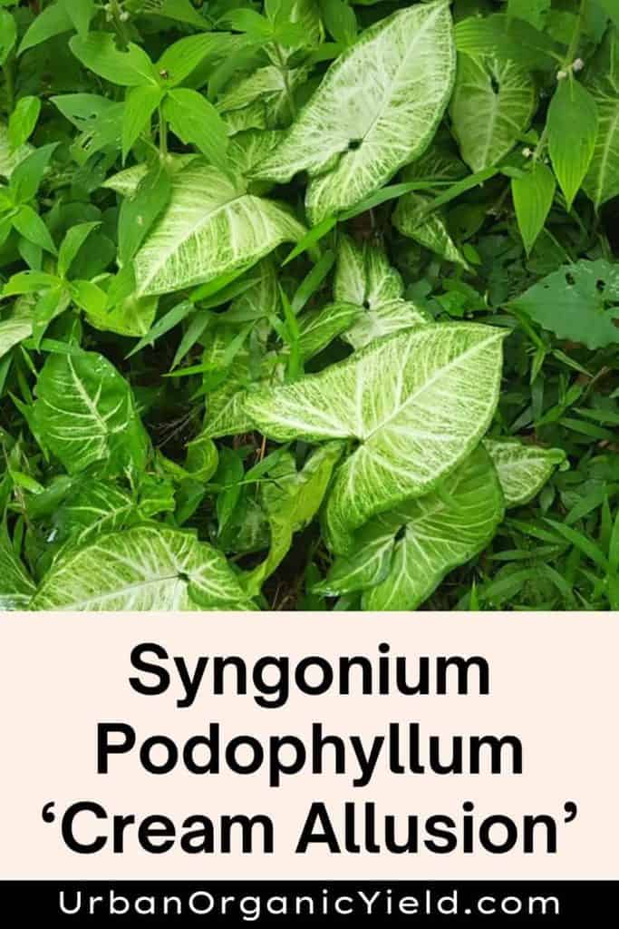 Types Of Syngonium Plants (Arrowhead Vine) | UrbanOrganicYield.com