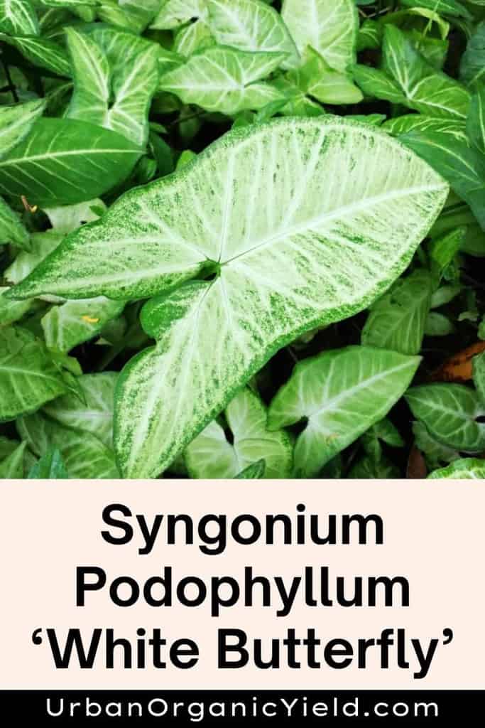 Types Of Syngonium Plants (Arrowhead Vine) | UrbanOrganicYield.com