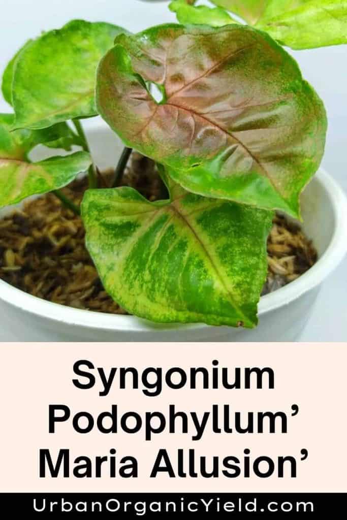 Types Of Syngonium Plants (Arrowhead Vine) | UrbanOrganicYield.com