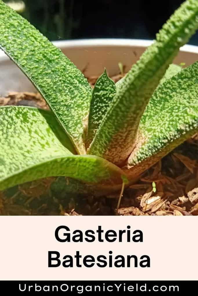 Gasteria Succulent Varieties | UrbanOrganicYield.com