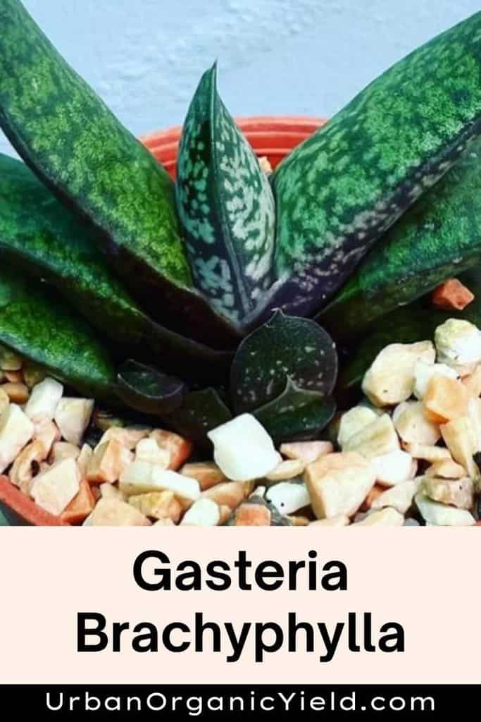 Gasteria Succulent Varieties | UrbanOrganicYield.com