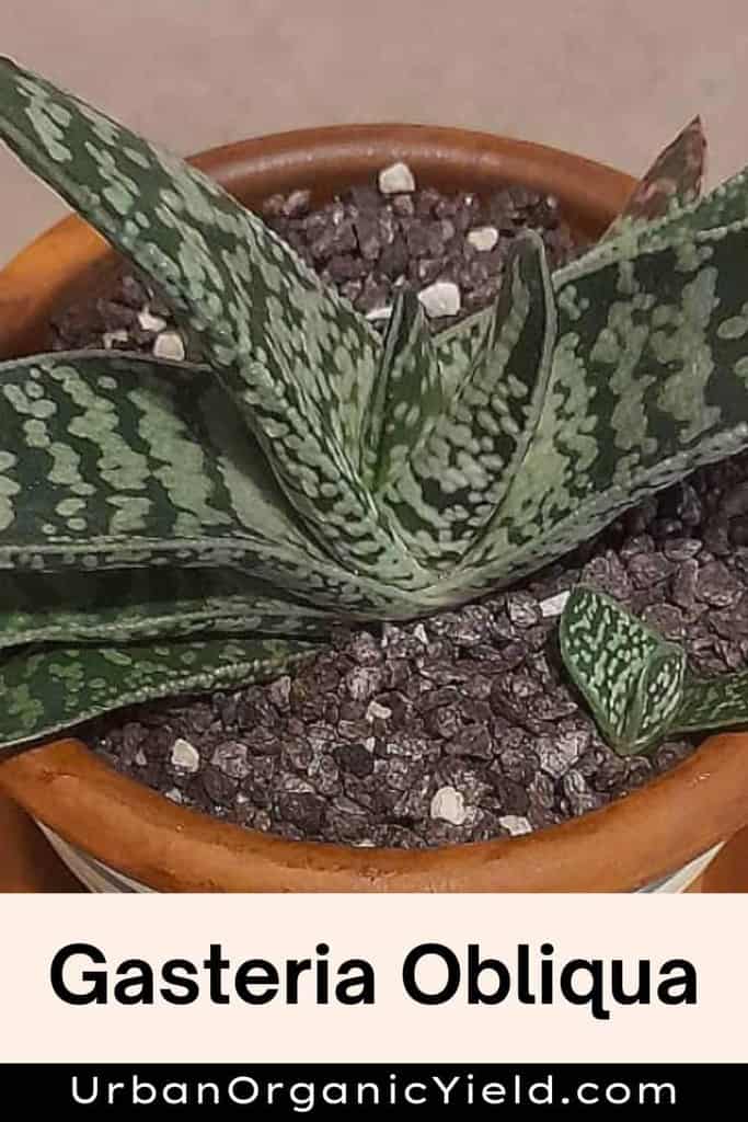 Gasteria Succulent Varieties | UrbanOrganicYield.com