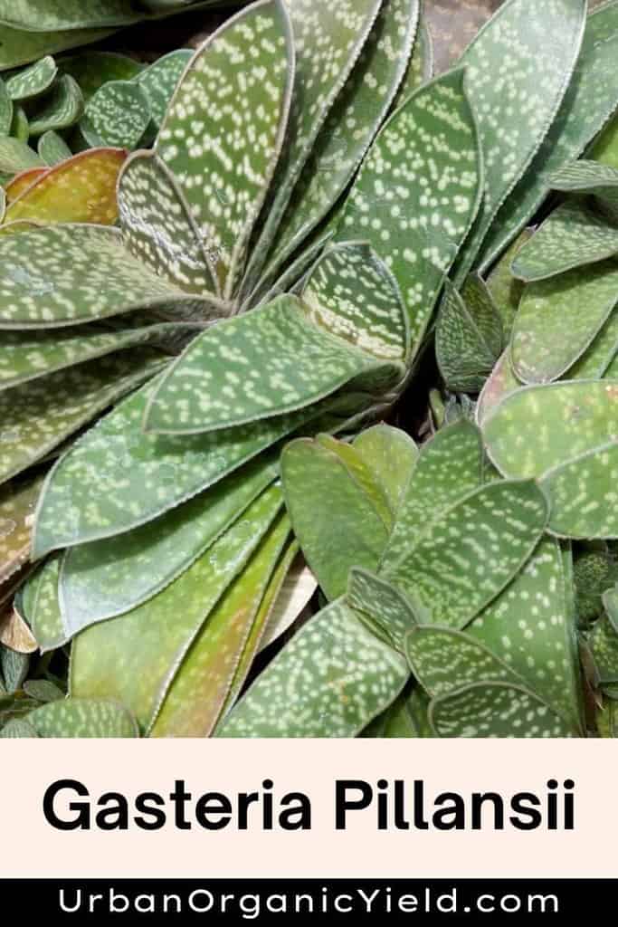 Gasteria Succulent Varieties | UrbanOrganicYield.com