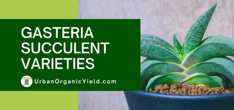 Gasteria Succulent Varieties | UrbanOrganicYield.com
