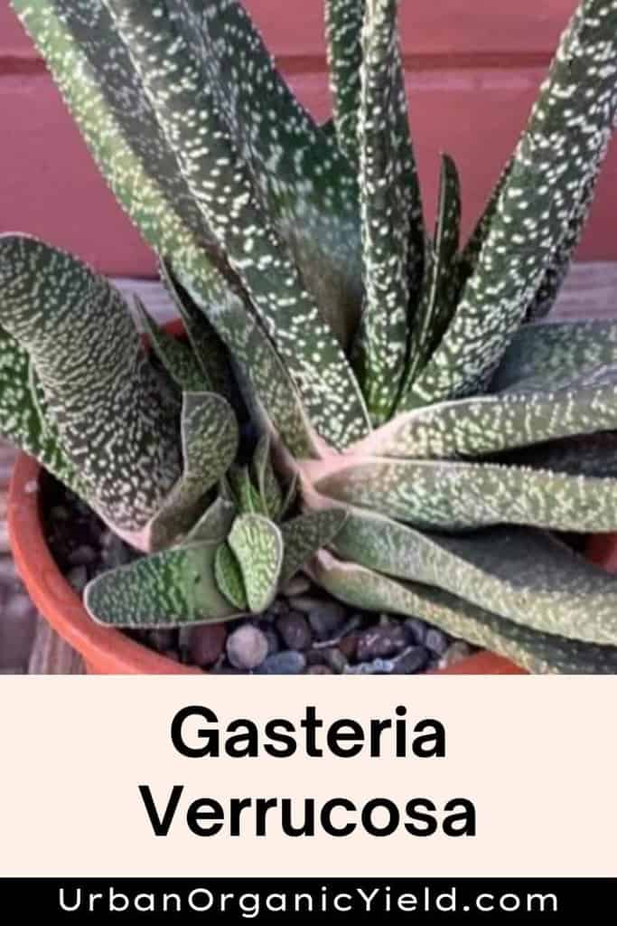 Gasteria Succulent Varieties | UrbanOrganicYield.com