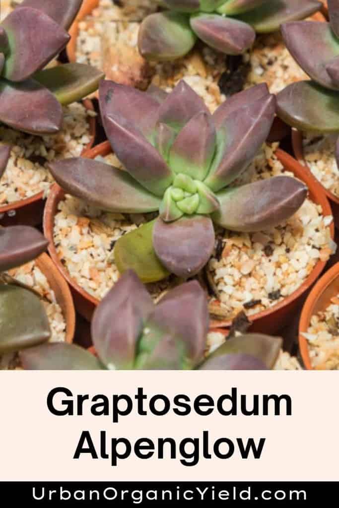 Types Of Graptosedum Succulents | UrbanOrganicYield.com