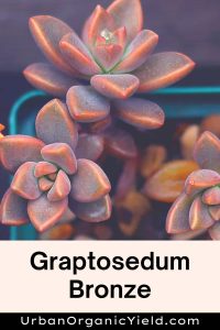 Types Of Graptosedum Succulents | UrbanOrganicYield.com