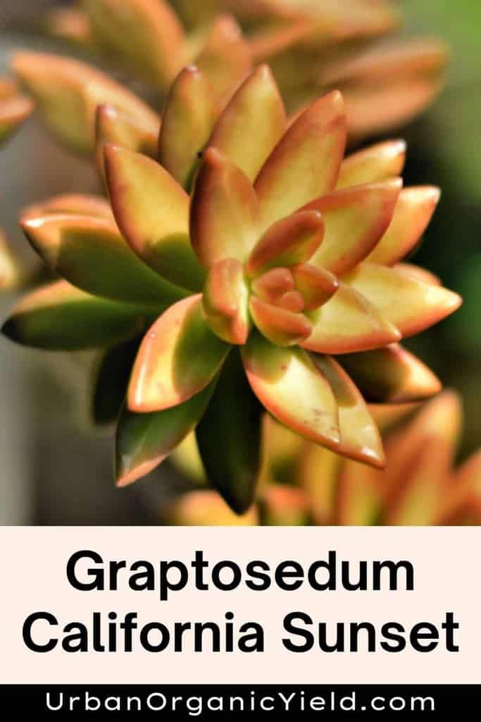 Types Of Graptosedum Succulents | UrbanOrganicYield.com