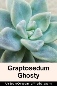 Types Of Graptosedum Succulents | UrbanOrganicYield.com