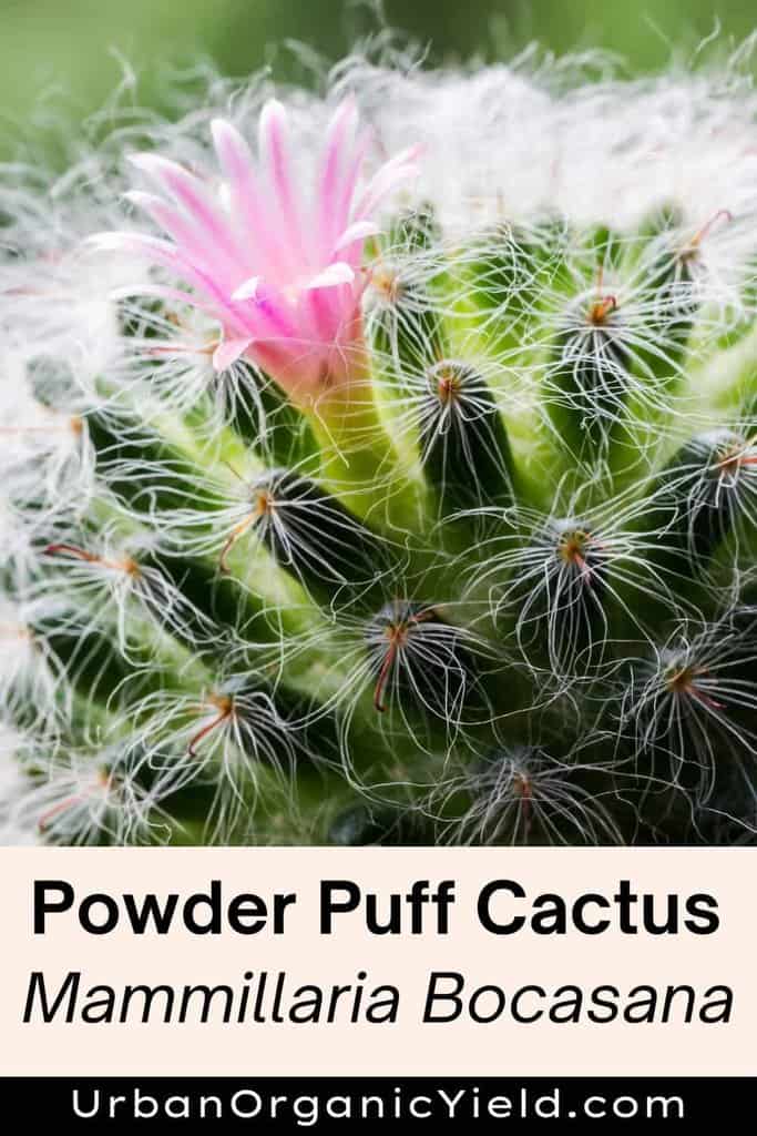 Types Of Cactus Plants For Your Garden | UrbanOrganicYield.com