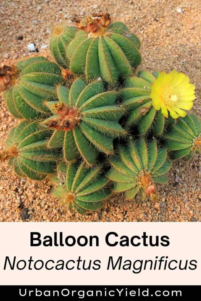 Types Of Cactus Plants For Your Garden | UrbanOrganicYield.com
