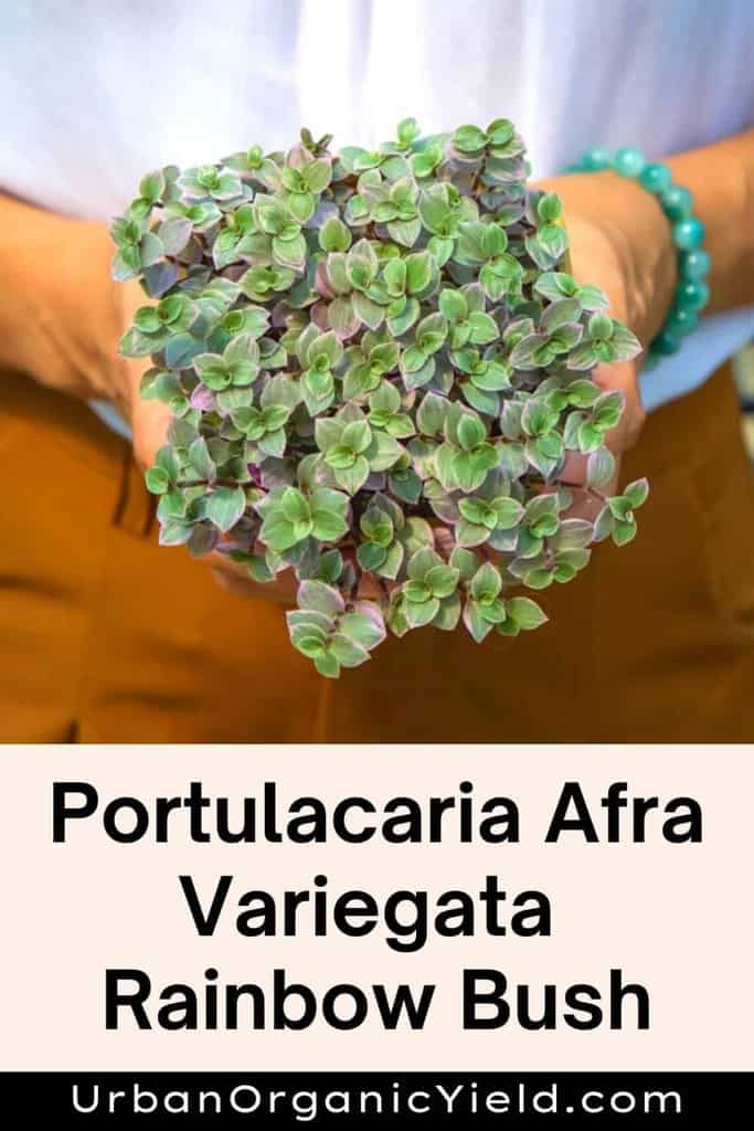 11 Types Of Portulacaria Afra (Elephant Bush) Plants ...