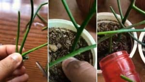Euphorbia Tirucalli (Pencil Cactus) Care | UrbanOrganicYield.com