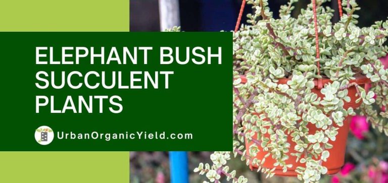 11 Types Of Portulacaria Afra (Elephant Bush) Plants ...