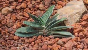 Gasteria Succulent Varieties | UrbanOrganicYield.com