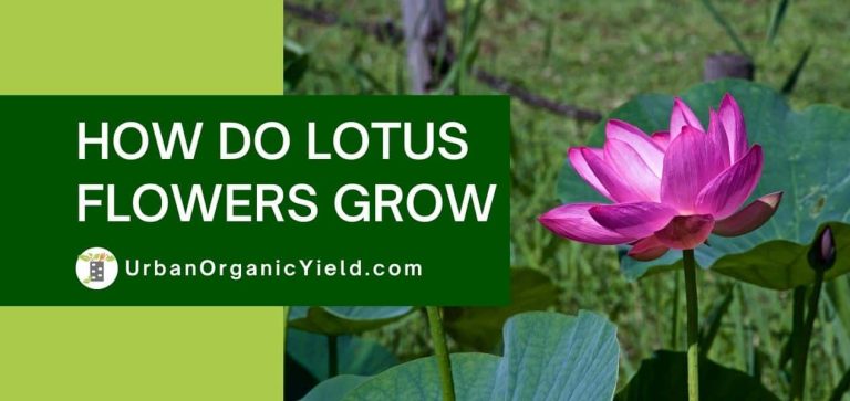 How Do Lotus Flowers Grow? | UrbanOrganicYield.com