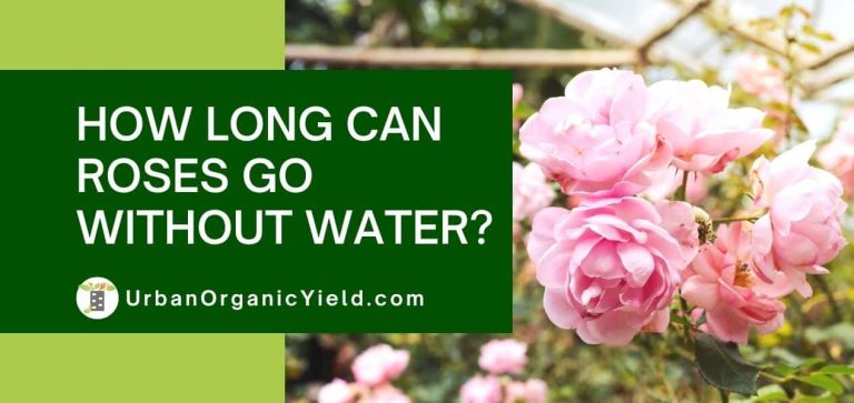 How Long Can Roses Go Without Water? | UrbanOrganicYield.com