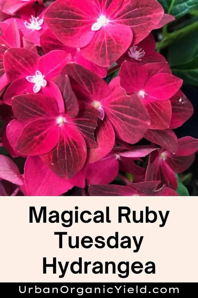 Hydrangea Varieties And Types | UrbanOrganicYield.com