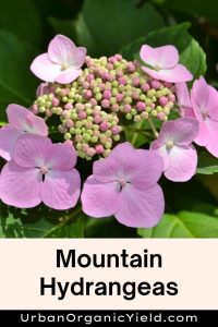 Hydrangea Varieties And Types | UrbanOrganicYield.com