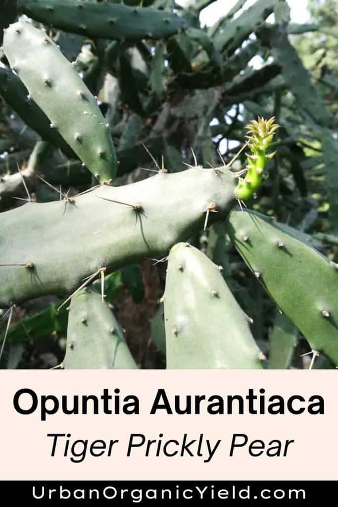 Common Types Of Opuntia Varieties | UrbanOrganicYield.com