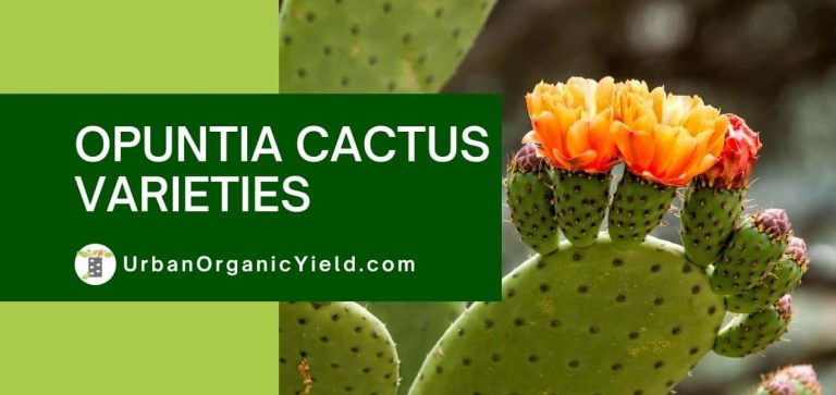 Common Types Of Opuntia Varieties | UrbanOrganicYield.com