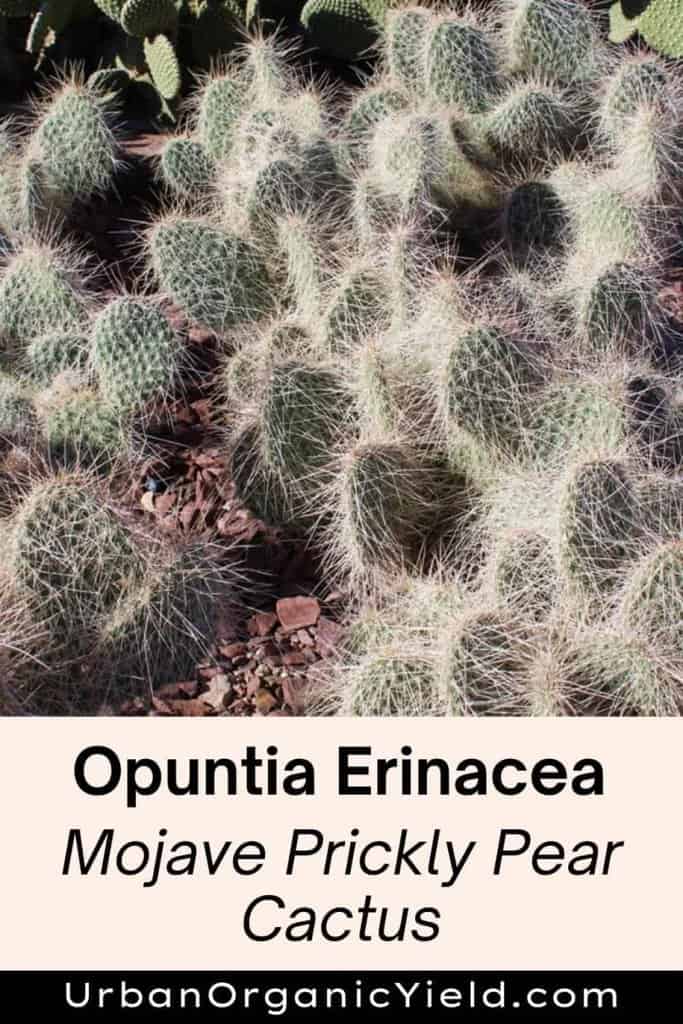 Common Types Of Opuntia Varieties | UrbanOrganicYield.com