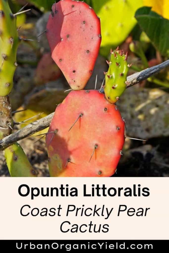 Common Types Of Opuntia Varieties | UrbanOrganicYield.com