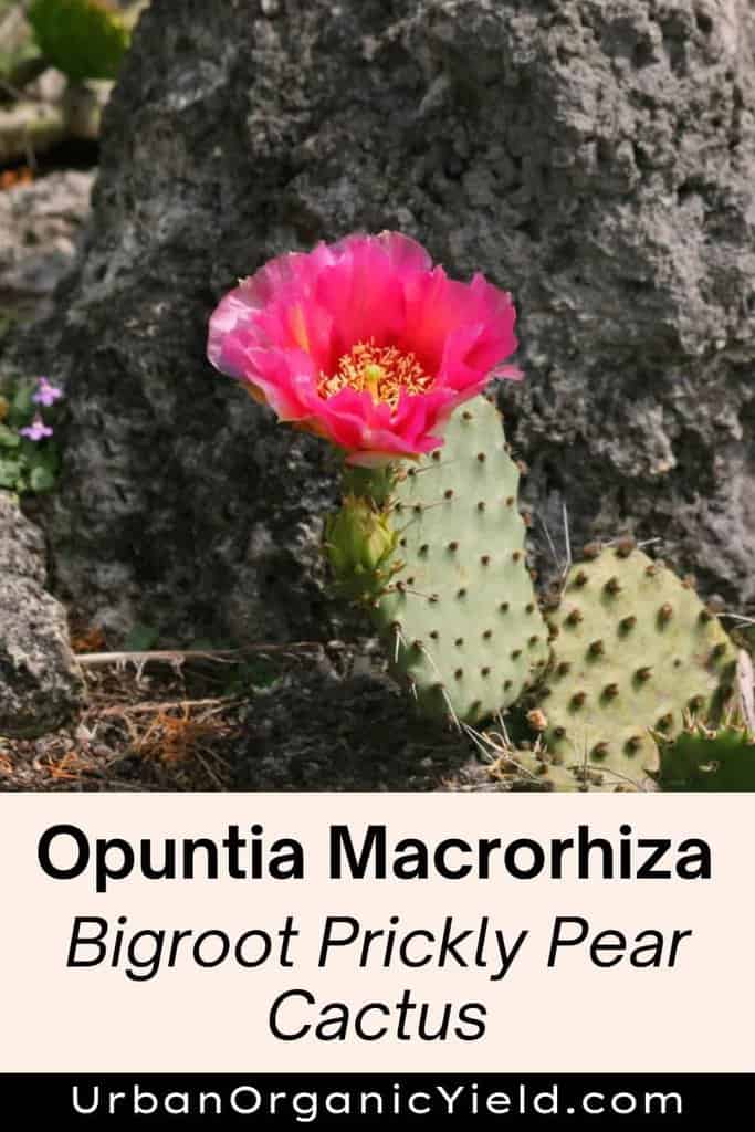 Common Types Of Opuntia Varieties | UrbanOrganicYield.com