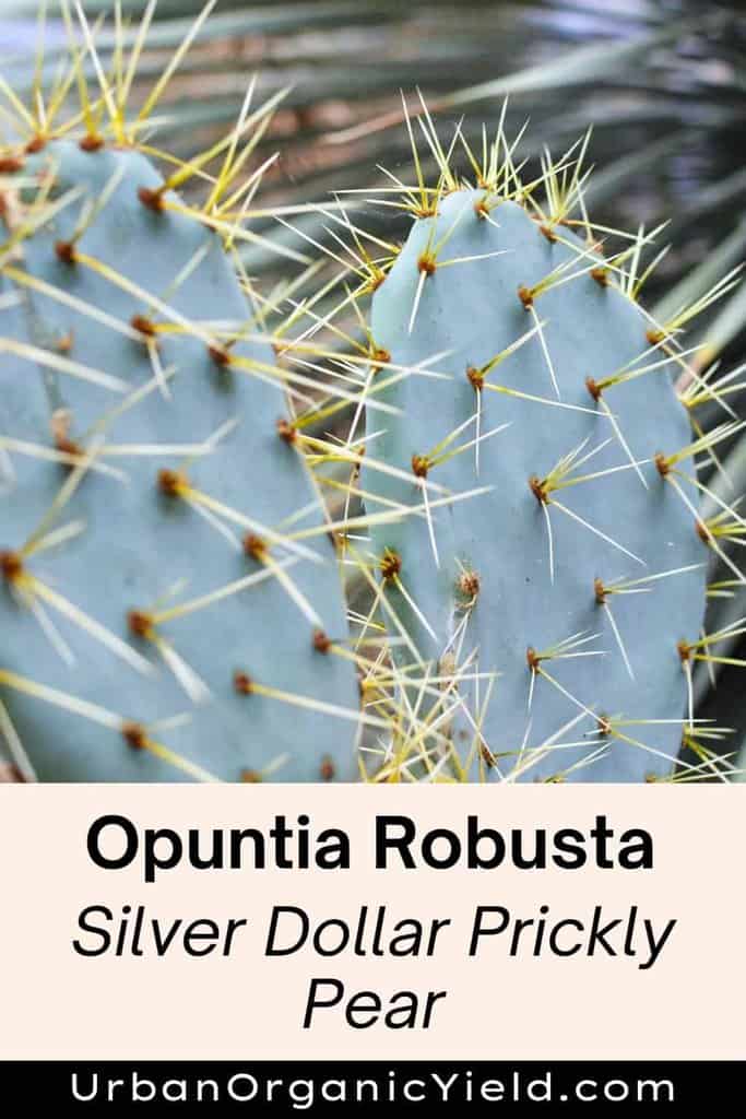 Common Types Of Opuntia Varieties | UrbanOrganicYield.com