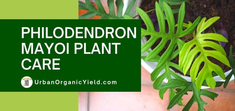 18 Best Indoor Vining Plants That Climb Or You Can Hang [List]