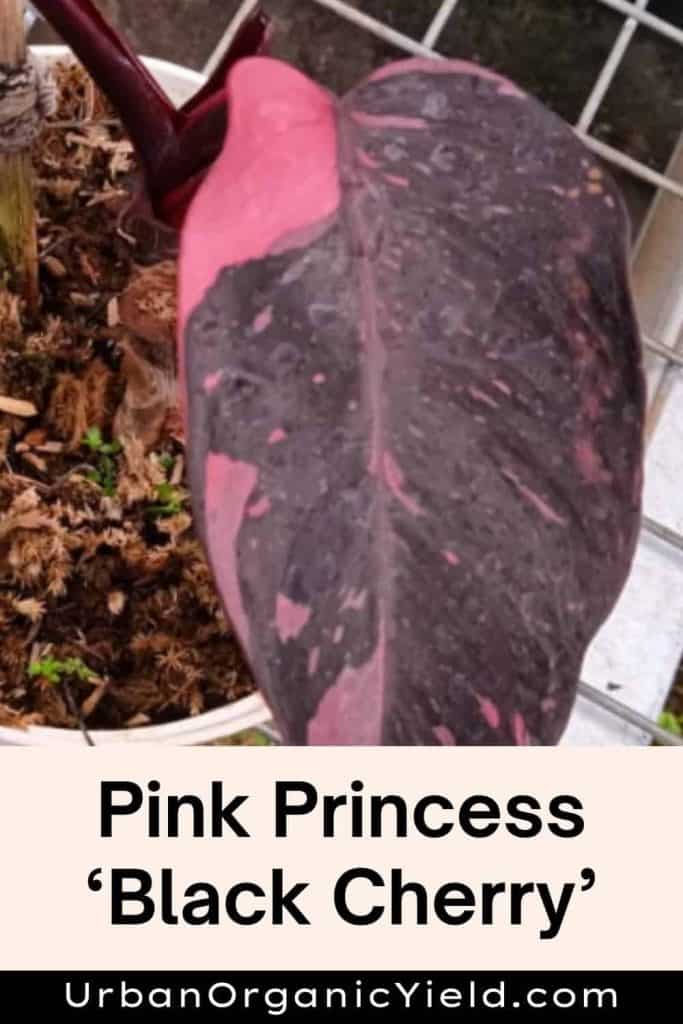 Pink Princess Philodendron (Philodendron Erubescens) Plant Care ...