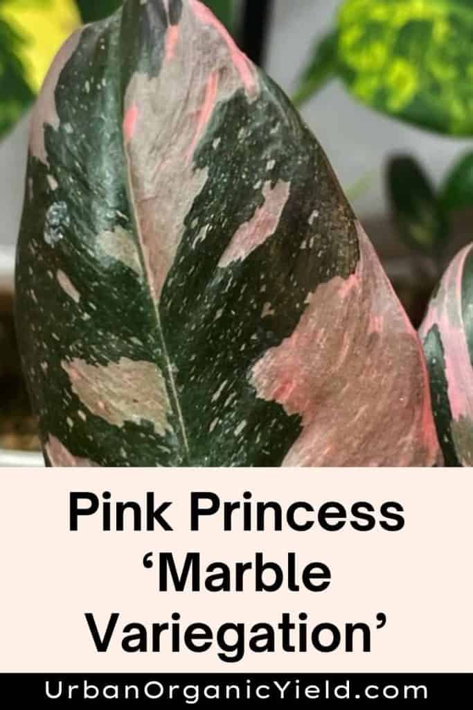 Pink Princess Philodendron (Philodendron Erubescens) Plant Care ...