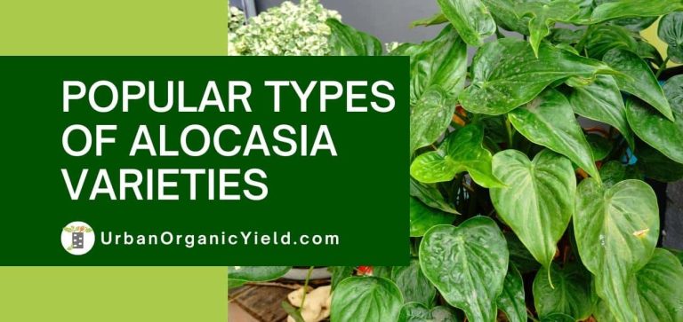 28 Types Of Alocasia Plants | UrbanOrganicYield.com